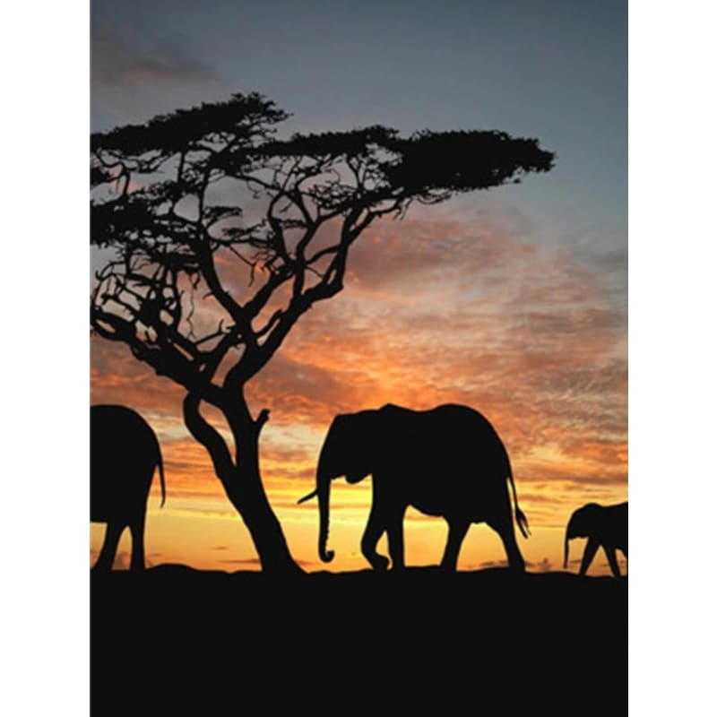 Elephant Diy Paint By Numbers Kits VM42031 – The Fox Collection