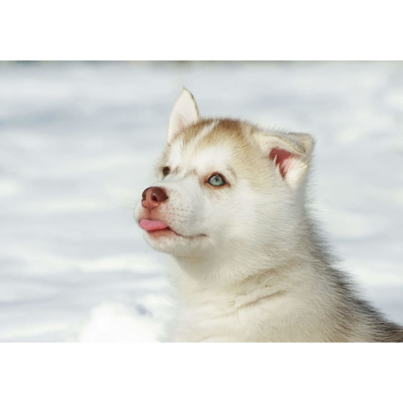 Night Sky Diamond Painting Kits – Page 4 – The Fox Collection